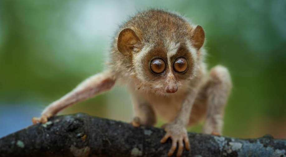 India's first Slender Loris sanctuary to come up in this state - India ...