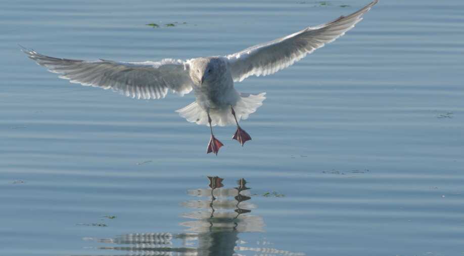 Microplastics found in 75% of New Zealand's fish; 90% of seabirds face ...
