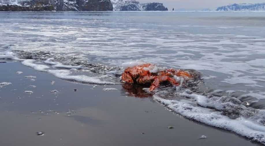 Alaska: Scientists concerned over mysterious population decline of snow crabs - Science News