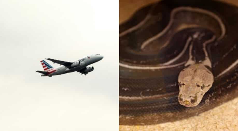 United Airlines passengers find snake on plane as it lands at Newark ...