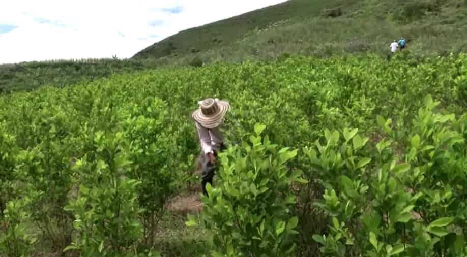 Colombia breaks coca-growing record, slams 'failure of war on drugs ...