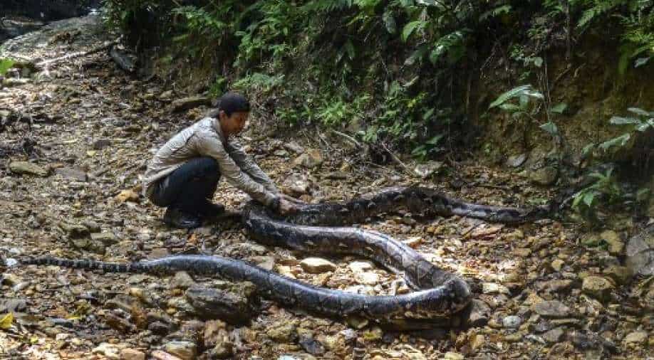 Body of 54-year-old woman found inside stomach of seven-metre long ...