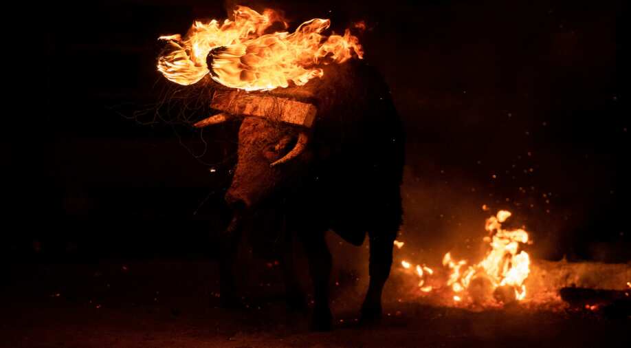 Explainer | 'Toro Jubilo' a fiesta or a grotesque tradition from the ...