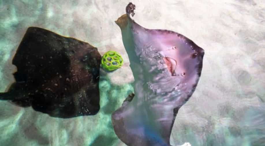 World Cup fever! Stingrays at London aquarium show stunning football ...
