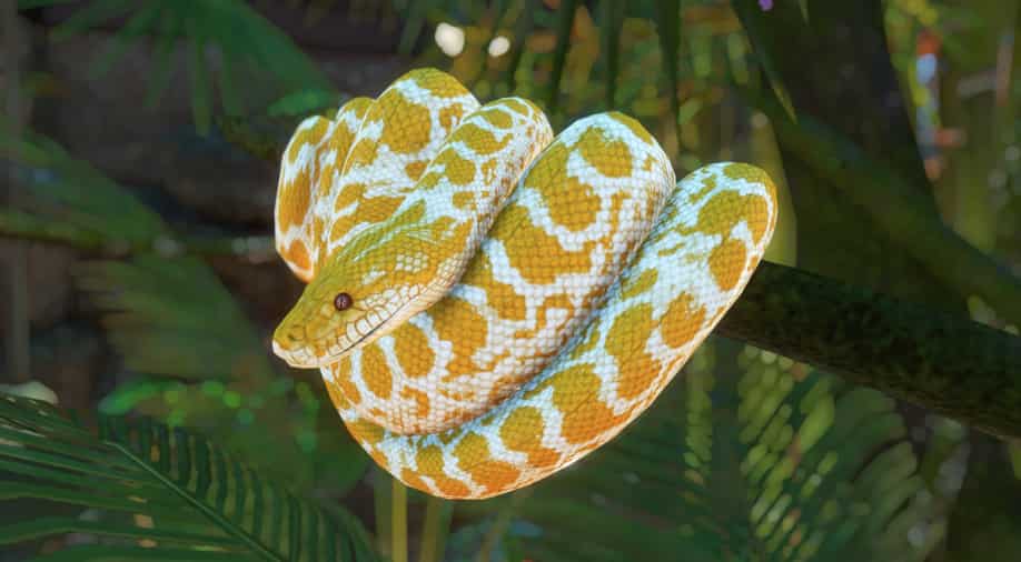 Snakes have clitorises, claim scientists in new research slamming all ...