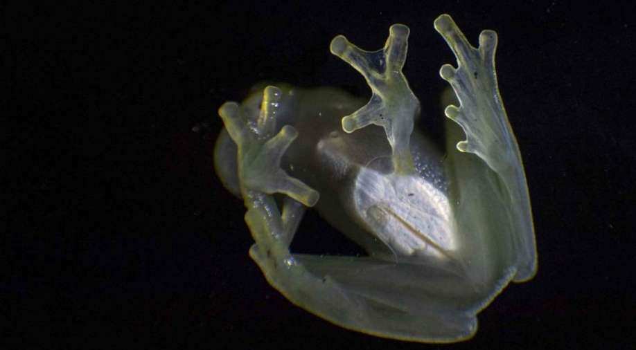 Scientists find how glass frogs turn transparent, with hint at better ...