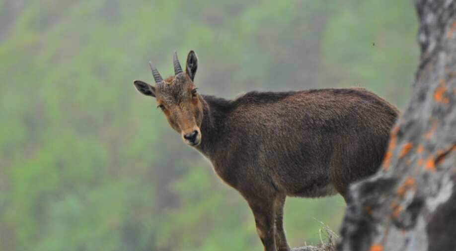 India's first project to conserve endangered mountain goat 'Nilgiri ...