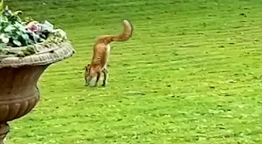 Watch: Two-legged fox stuns family in the UK; video takes the internet ...