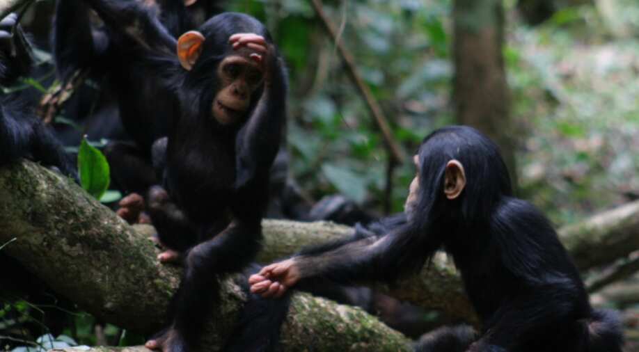 Humans capable of understanding signs and gestures used by apes: Study ...
