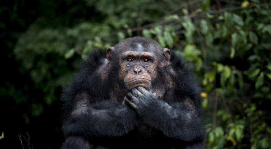 Teen chimpanzees, adolescent humans display similar risk-taking ...