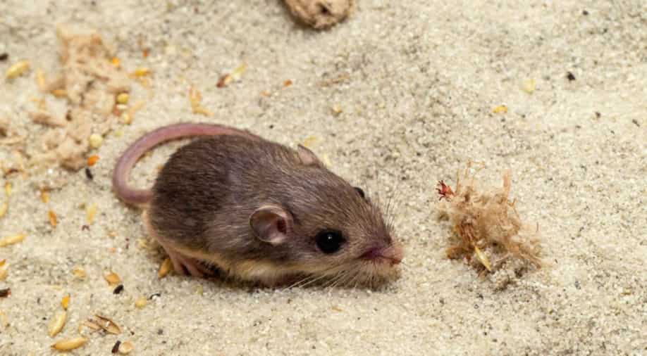 Meet Pat: Pacific pocket mouse named after Patrick Stewart titled ...