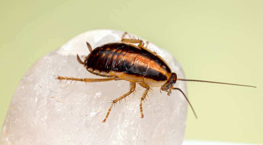 Best revenge! Name a cockroach after your ex and feed it to an animal ...