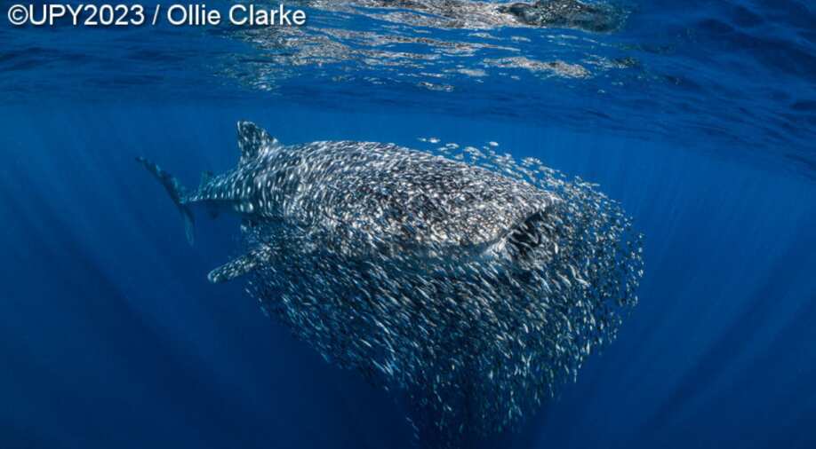 Breathtaking images of Underwater Photographer of the Year. Check out ...
