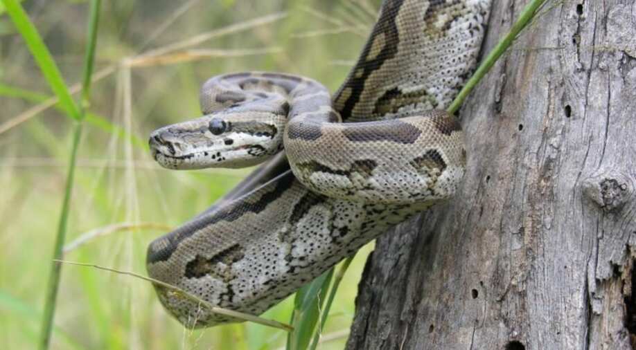 Researchers in Florida track down invasive pythons by strapping their ...