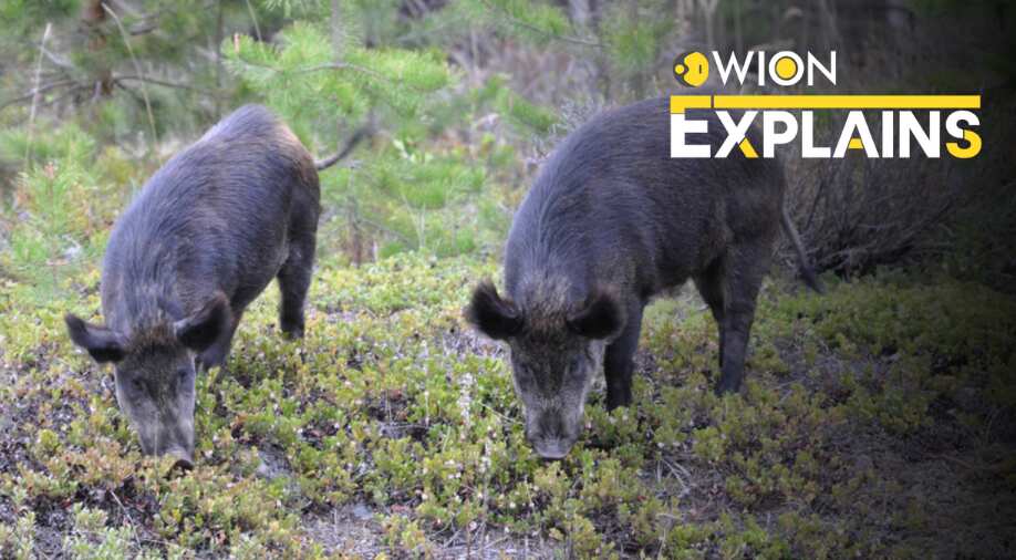 Explained | US faces threat from invasive Canadian ‘super pigs’: All ...