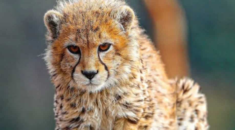 Iran's rare Asiatic cheetah cub, Pirouz dies due to kidney failure ...