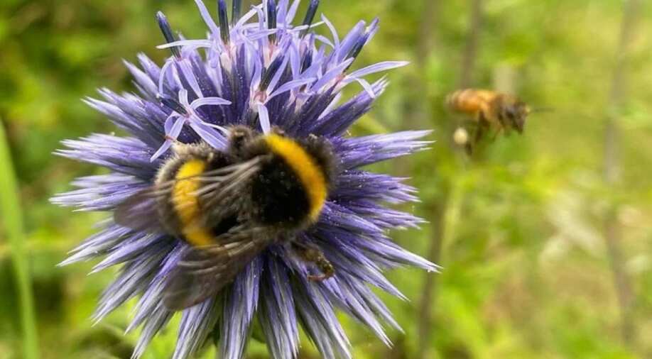 Russian scientists discover world's oldest pollinators which are older ...