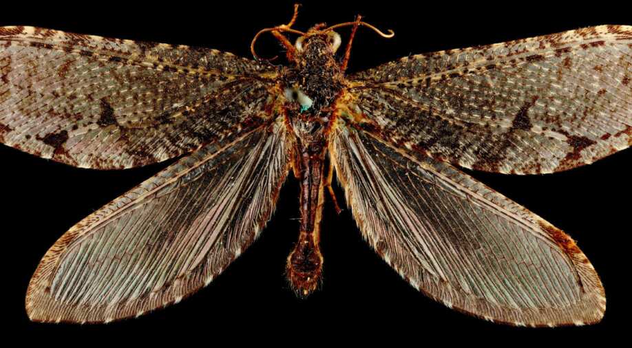 Jurassic-era giant insect reappears outside Walmart in Arkansas ...