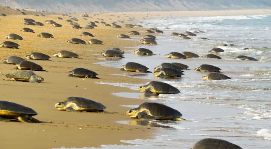 In a first, over 6 lakh Olive Ridley turtles lay eggs on Odisha beach ...