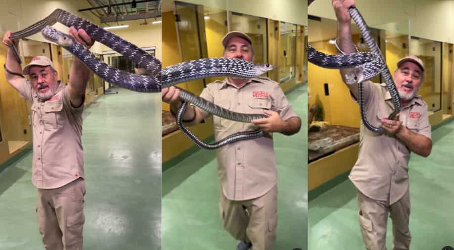 WATCH | Hair-raising video captures nine-foot-long rat snake trying to ...