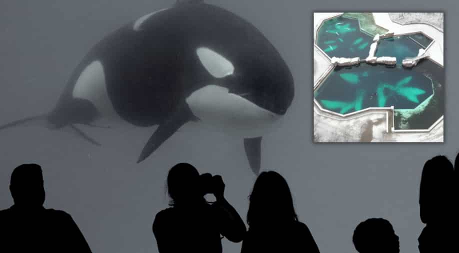 Isolated for over a decade, world’s ‘loneliest whale’, Kiska, dies in ...