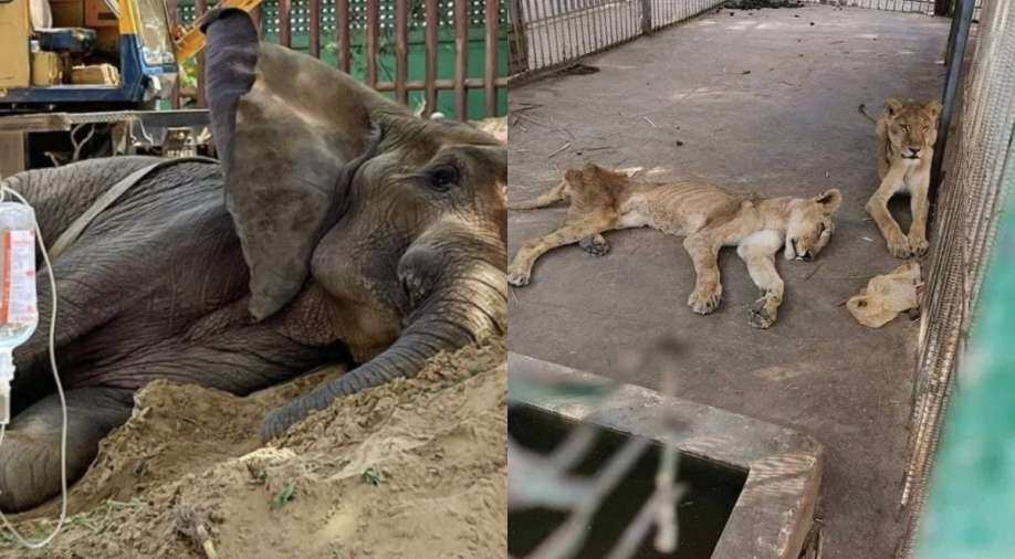 Pakistan's economic crisis forces closure of Karachi zoo full of sick ...
