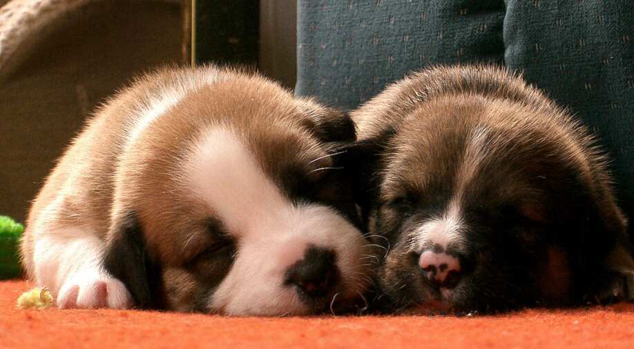 Indian-origin Malaysian sentenced for smuggling puppies, kitten to ...