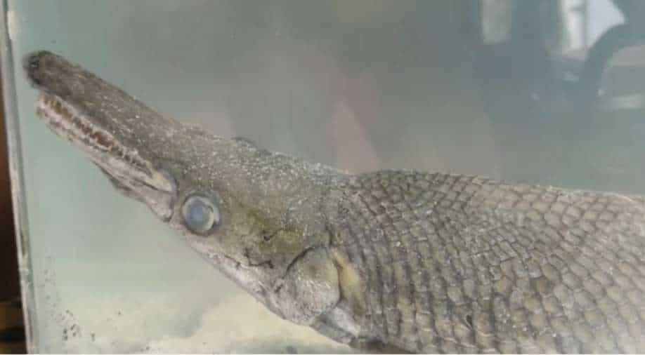 India: Rare Alligator Gar Fish found in Dal Lake of Kashmir - India ...