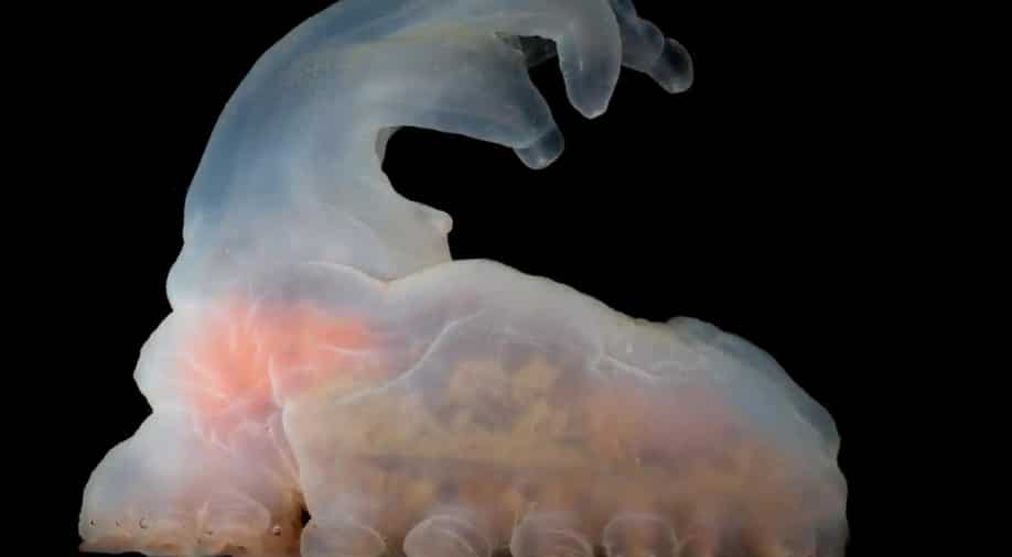 In Pics | 'Gummy squirrel’ and thousands of mysterious deep-sea species ...