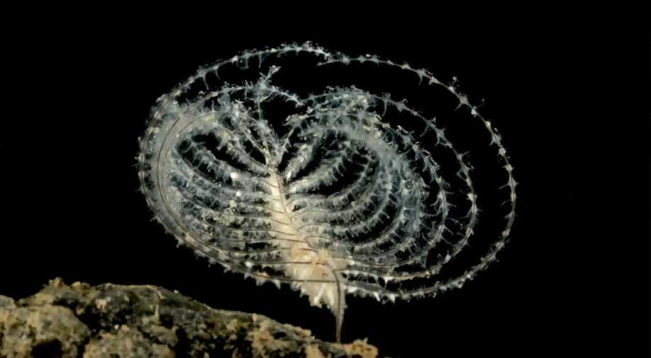 In Pics | 'Gummy squirrel’ and thousands of mysterious deep-sea species ...