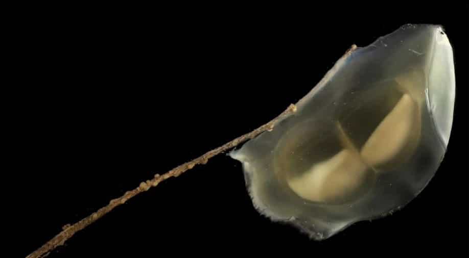 In Pics | 'Gummy squirrel’ and thousands of mysterious deep-sea species ...