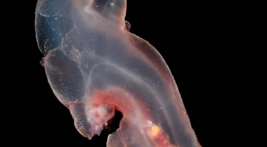 In Pics | 'Gummy squirrel’ and thousands of mysterious deep-sea species ...