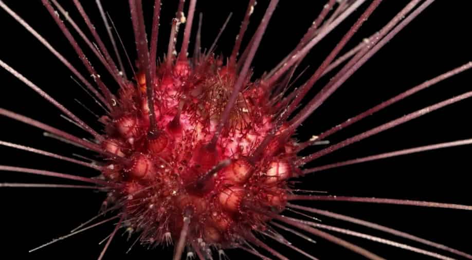 In Pics | 'Gummy squirrel’ and thousands of mysterious deep-sea species ...