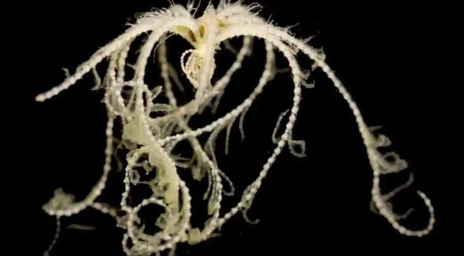 In Pics | 'Gummy squirrel’ and thousands of mysterious deep-sea species ...