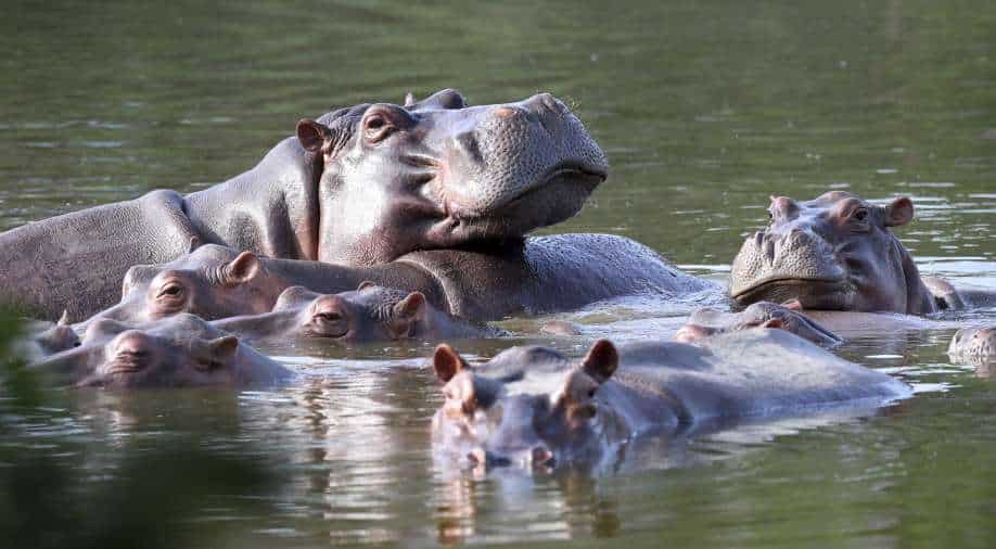 Pablo Escobar’s hippos to be flown to Mexico, drug lord El Chapo’s ...