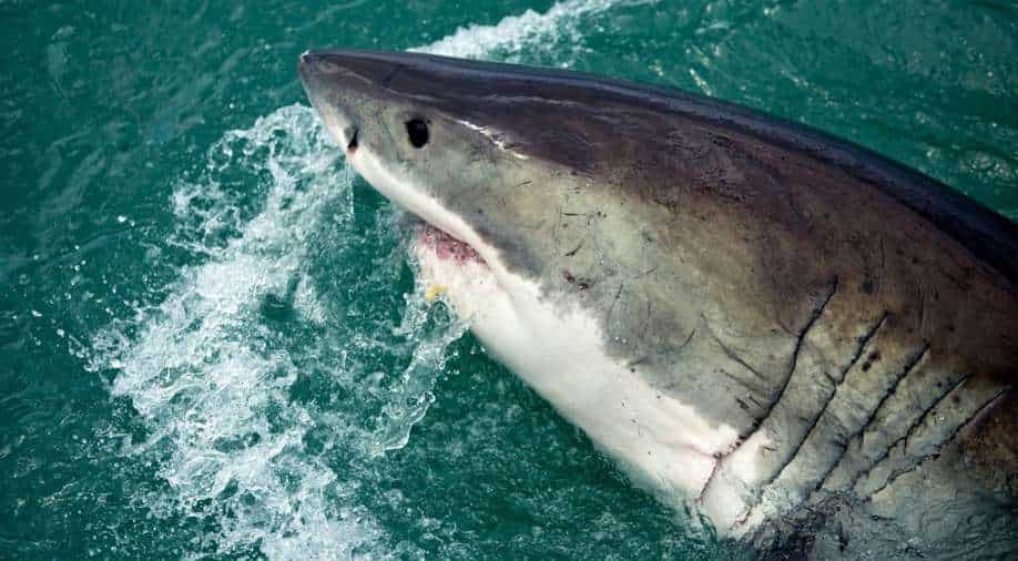 Shark that ate Russian tourist on camera to be mummified, put on ...