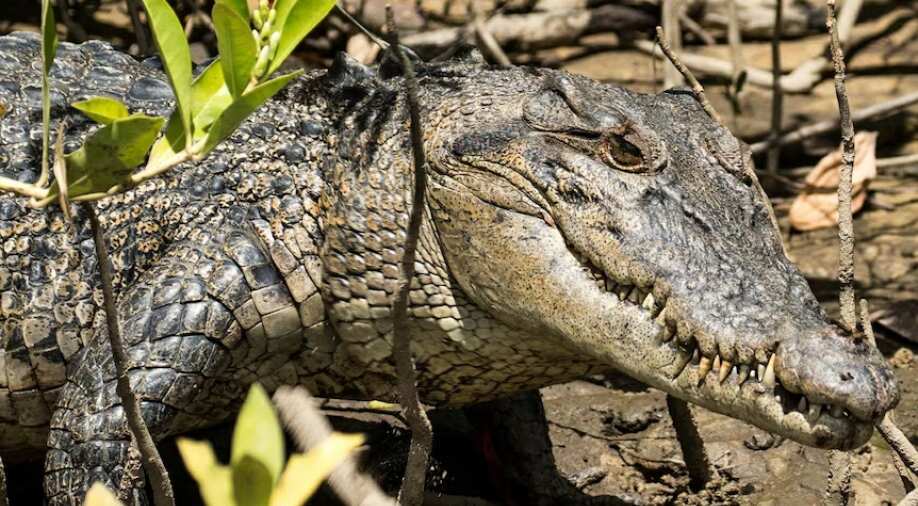 Australian officials on hunt for serial crocodile killer after back-to ...