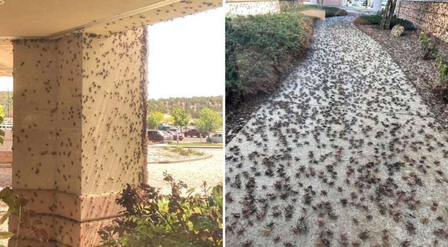 WATCH | Insect apocalypse? Creepy-crawly crickets swarm US town - World ...