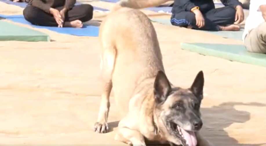 Watch | International Yoga Day: Dog from ITBP canine squad performs yoga at Udhampur event ...