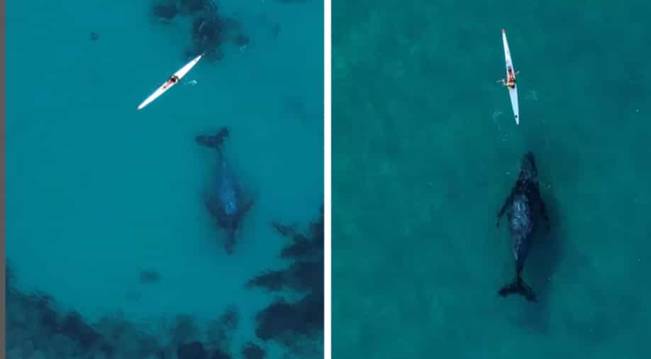 WATCH | ‘Super curious’ whale follows kayaker off Bondi beach in ...