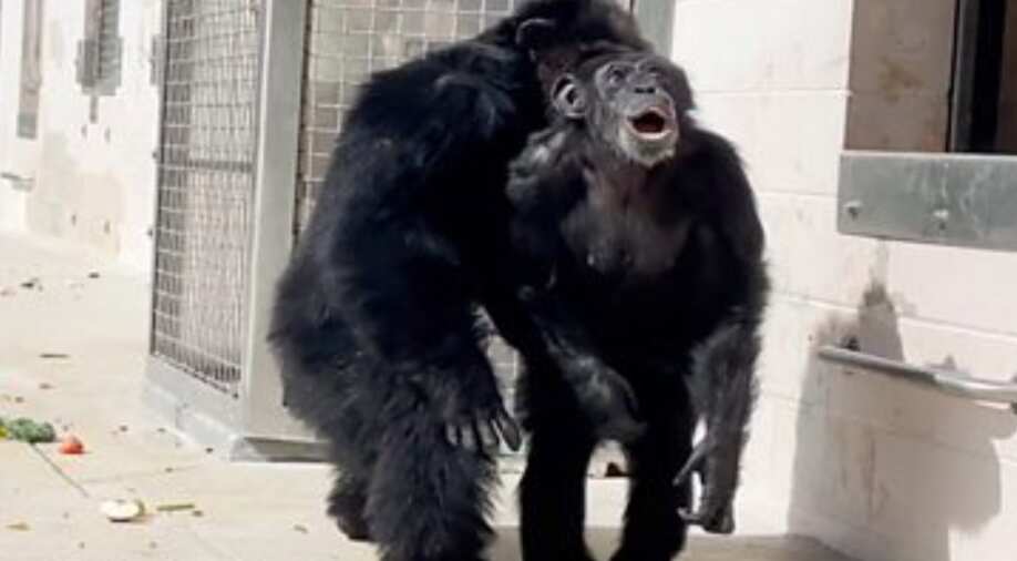 WATCH | From confinement to contentment: Rescued chimp witnesses sky ...