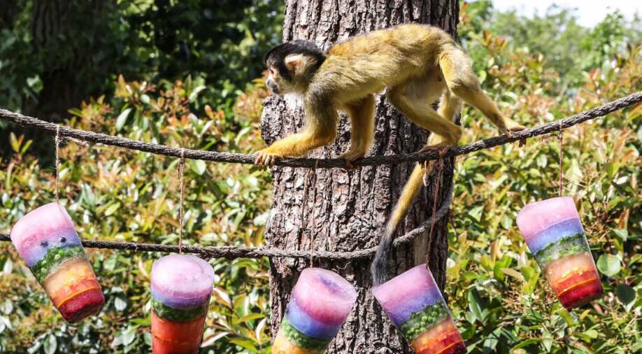 Ahead of pride celebrations at London zoo, animals feast on rainbow ...