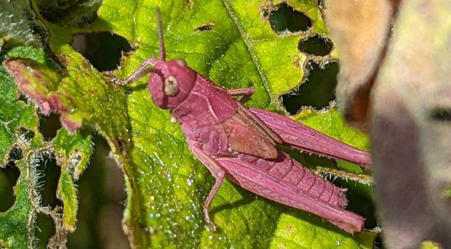 In Pics | Rare pink grasshopper spotted in UK - World News