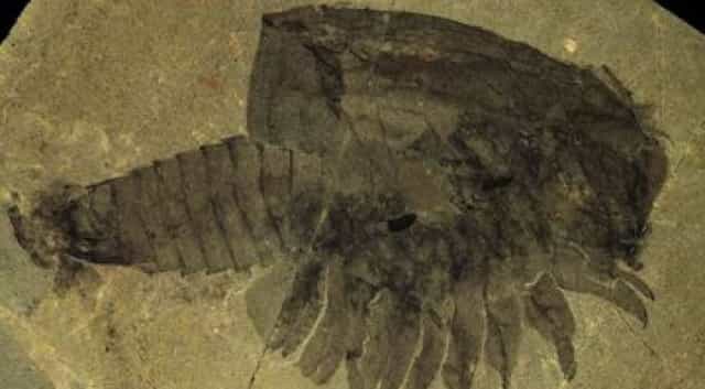 Scientists understood ancient shrimp like creature as 'predator', says ...