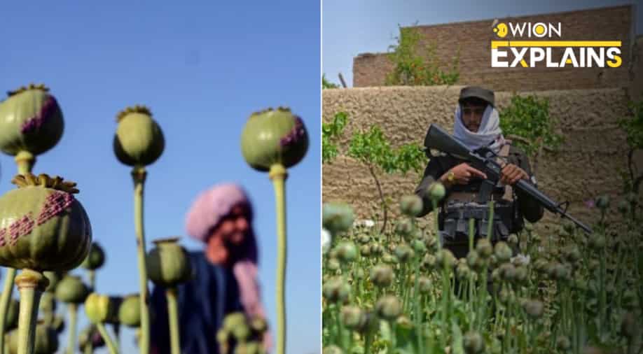 Explained: The Taliban's way of halting opium cultivation, trade. What ...