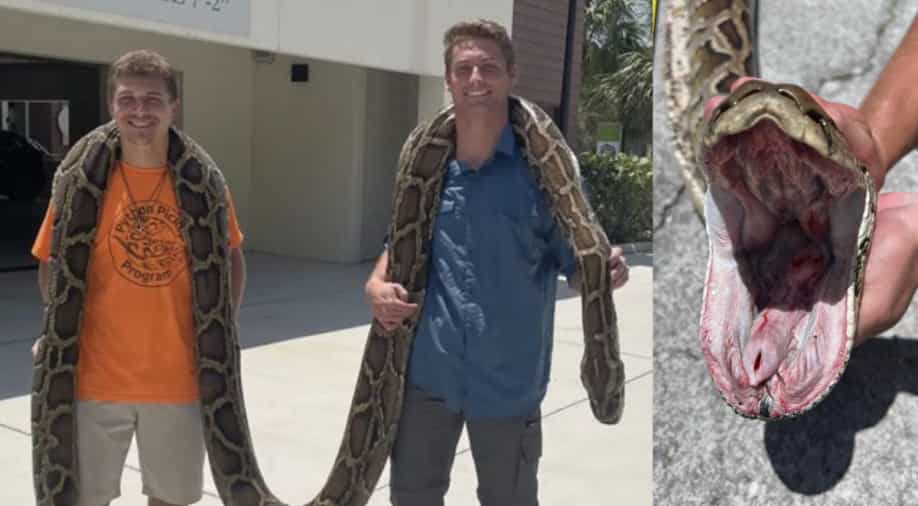Watch | Man catches a record-breaking 19-foot-long Burmese python with ...