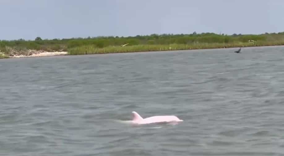 WATCH | Pink dolphins make a splash in Louisiana waters, leaving social ...