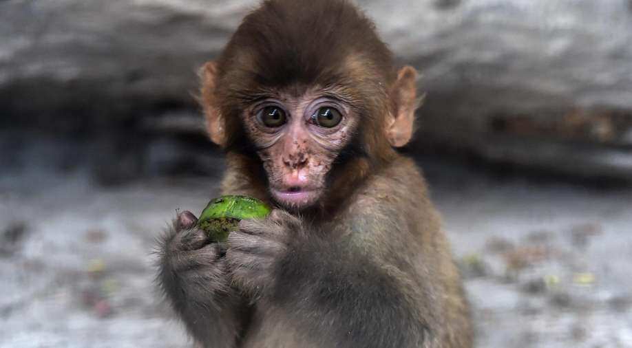 Watch: Monkey creates chaos in Pakistan court, keeps officials on toes ...