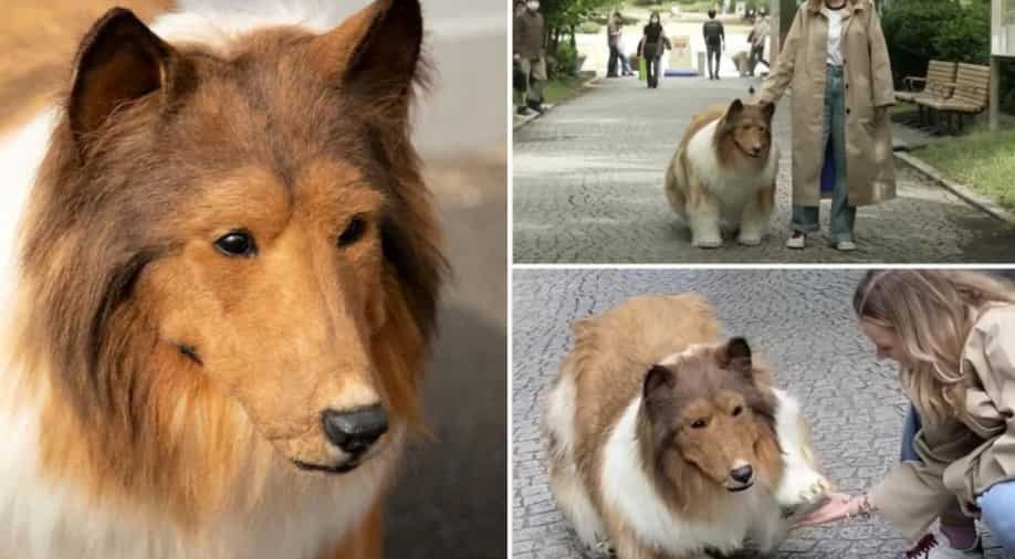 Japanese man who transformed into dog says people 'misinformed' about ...