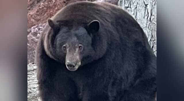 Notorious 'Hank the Tank' bear captured in California's Lake Tahoe ...